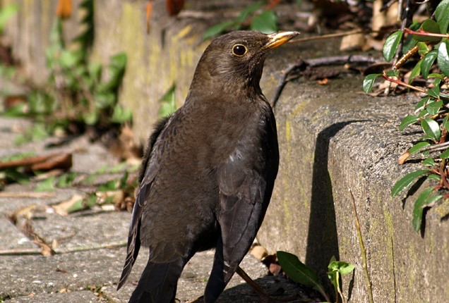 Brussels blackbird population halved and sparrows all but gone | The ...