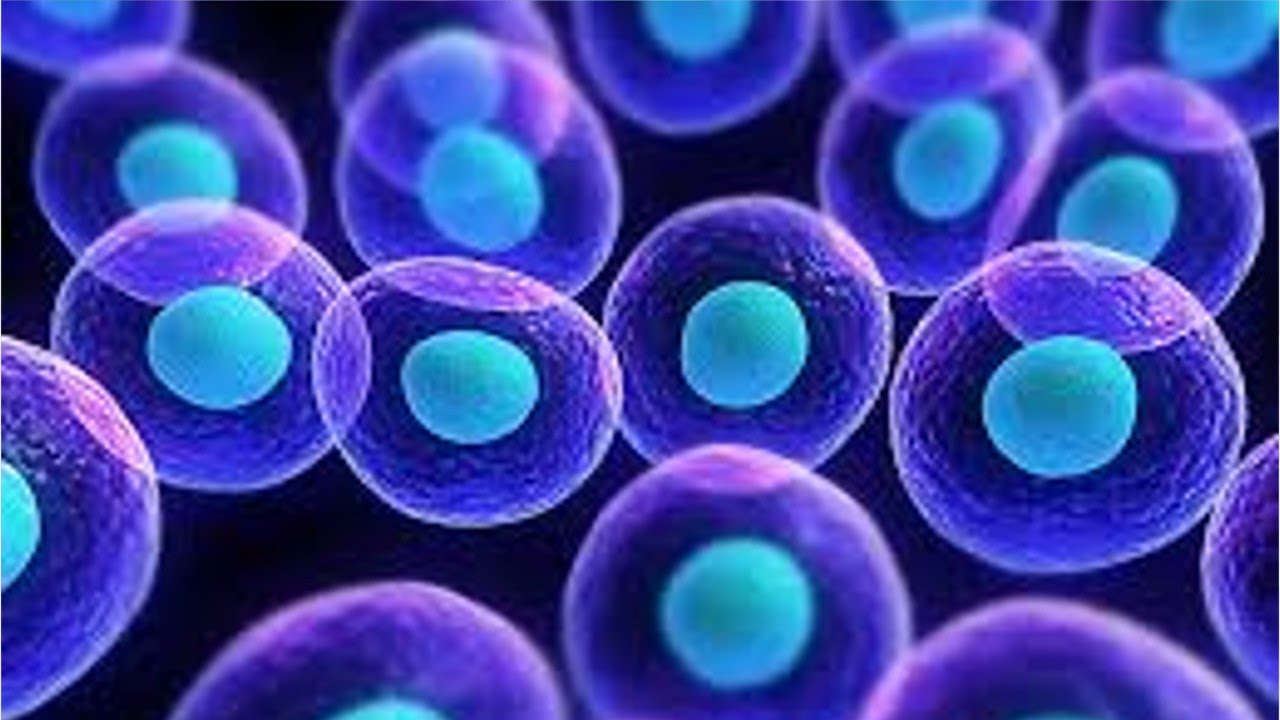 Flemish institute joins project to track all cells in the human body ...