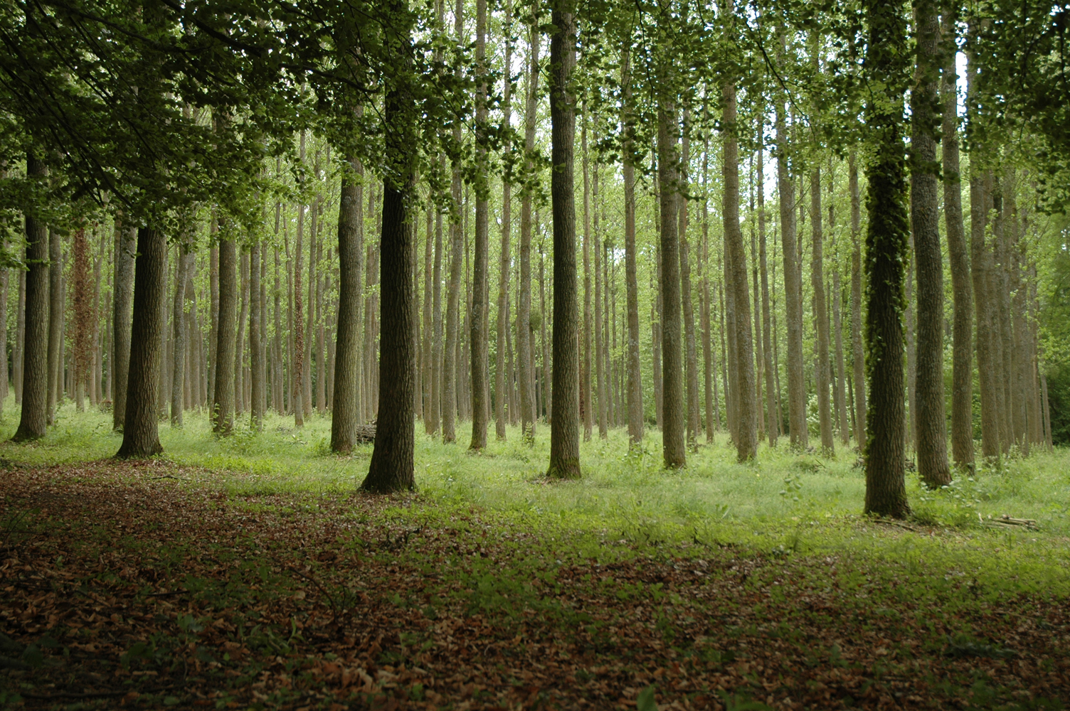 Belgium applies for Unesco recognition of Sonian Forest | The Bulletin