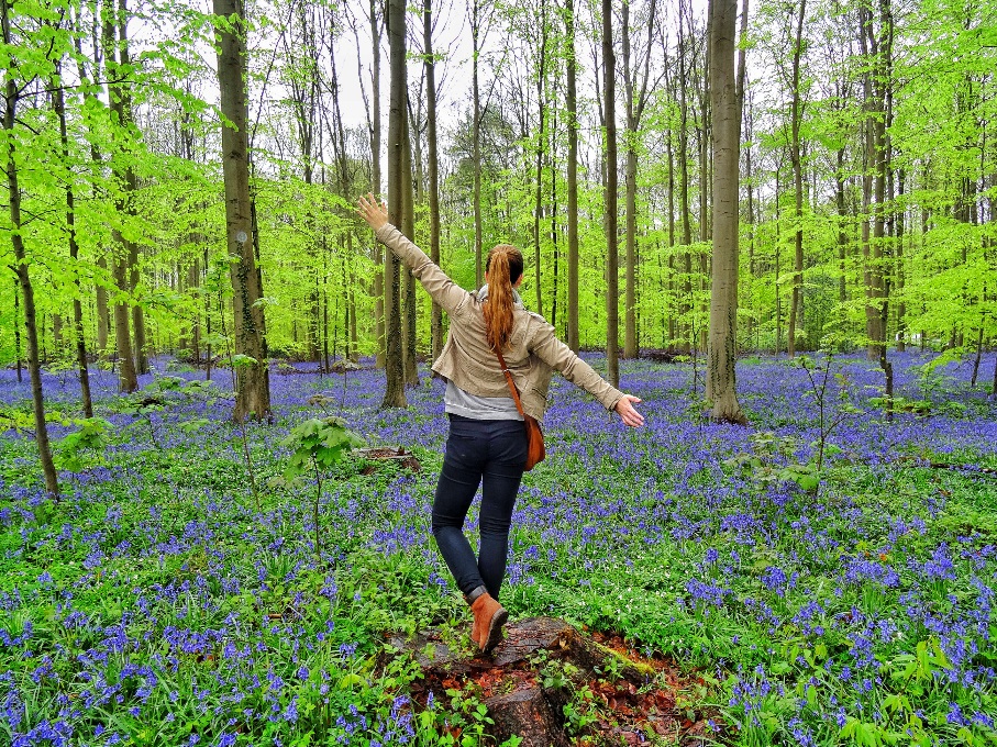 Belgian bluebells attract thousands of international tourists | The ...
