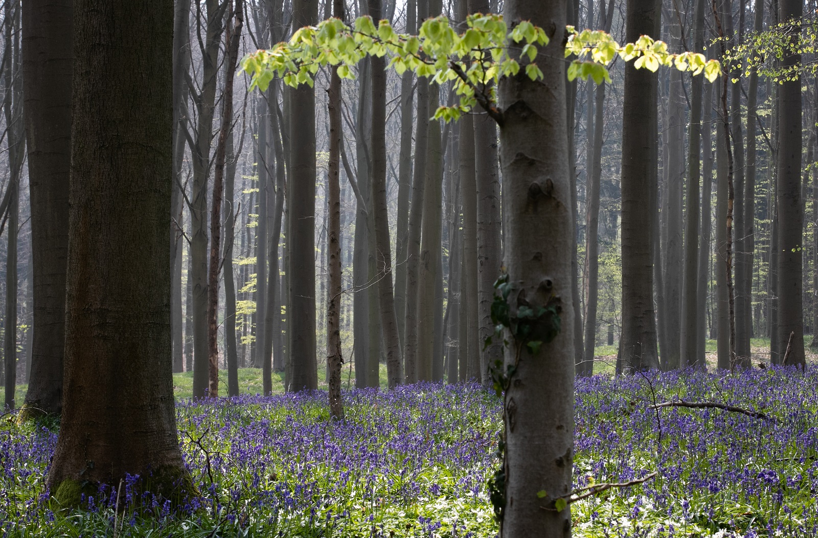 Hallerbos now an official nature reserve, expansion ahead | The Bulletin