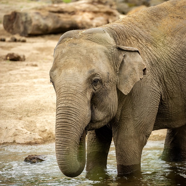 Pairi Daiza animal park: Giant panda twins finally separated from their ...