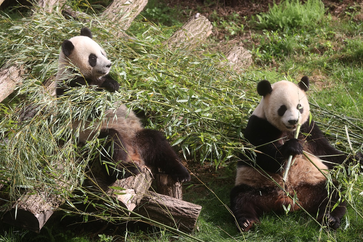 Pairi Daiza twin pandas turn two – and prepare to leave mum and dad ...
