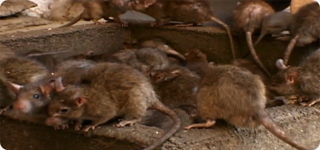 Brussels-City launches rat control taskforce | The Bulletin
