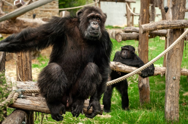 Regular zoo visitor asked to keep distance from chimp Chita | The Bulletin