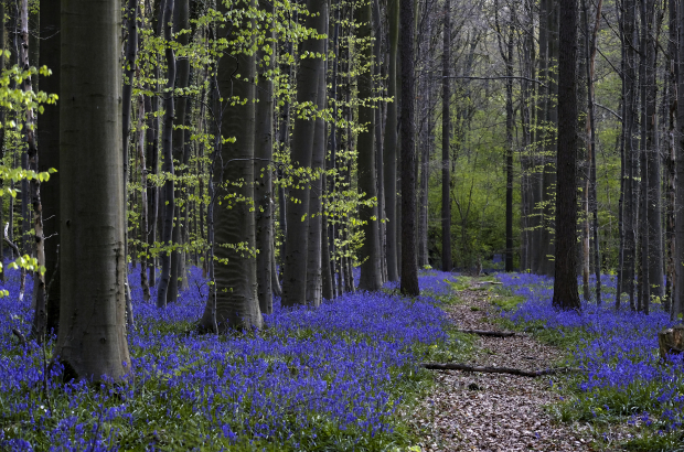 Bluebells in Hallerbos start to bloom | The Bulletin