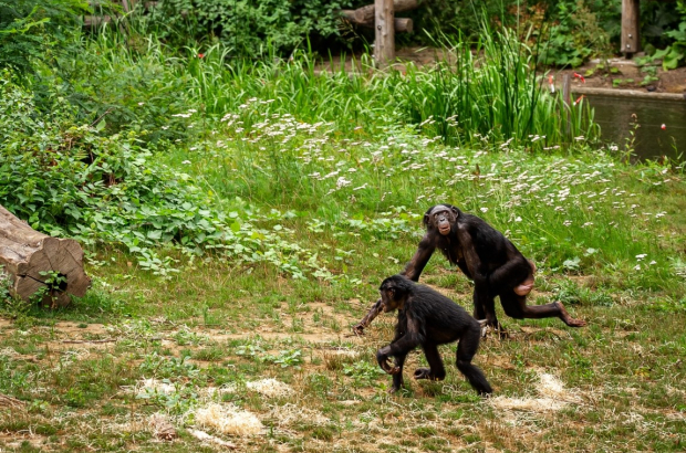 Five female bonobos arrive at Antwerp Zoo | The Bulletin