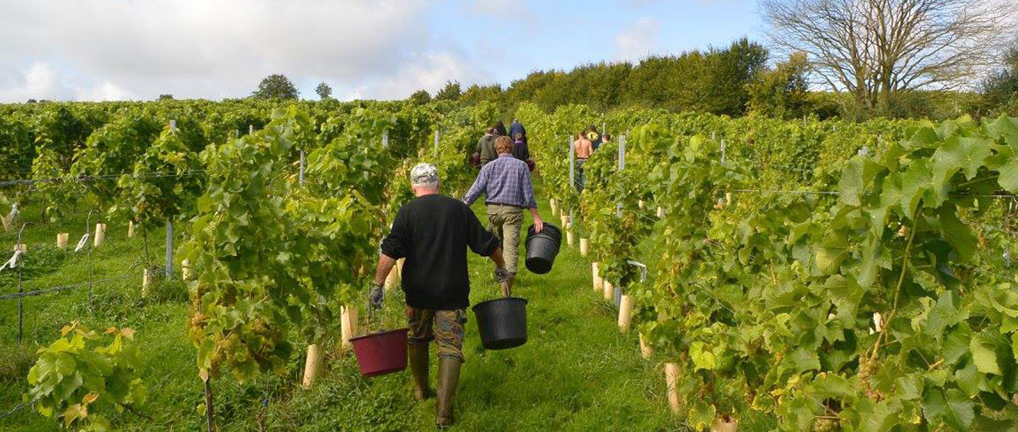 Belgium produces more than 1 million litres of wine | The Bulletin